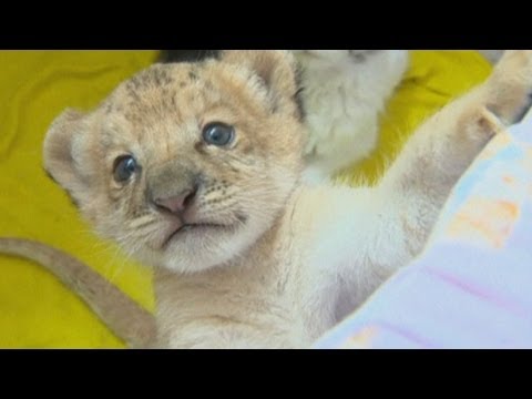 World's First Liliger Cub - 1Funny.com