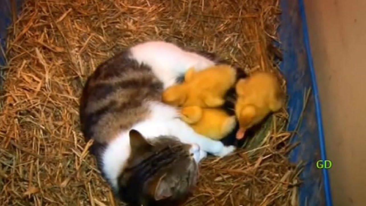 A Cat & Her Ducklings - 1Funny.com