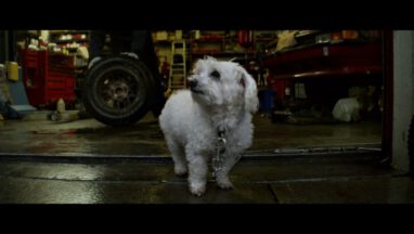 Cat Argument – 1Funny.com