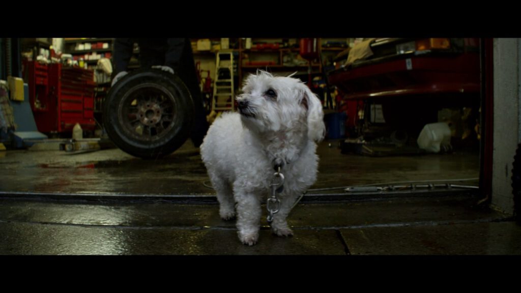 Cat Argument – 1Funny.com